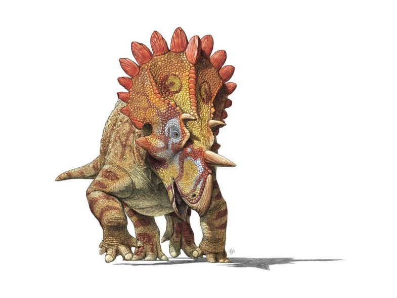 Regaliceratops, czyli "Dino – Hellboy" | Animal World