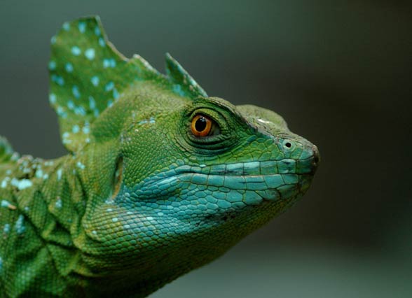 Cudowne gady | Blogi DinoAnimals.pl