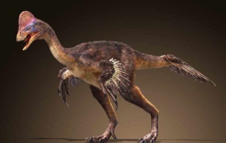 ANZU WYLIEI | Czas Tytanów