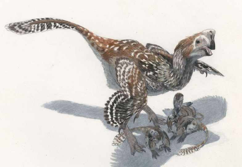 ANZU WYLIEI | Czas Tytanów