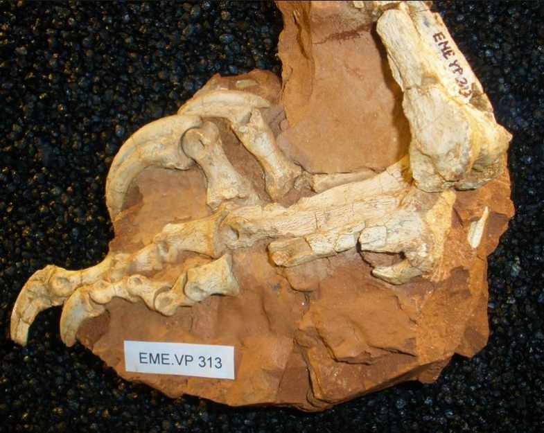 Balaur bondoc | Czas Tytanów