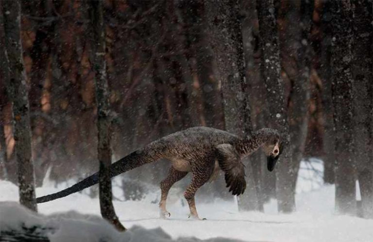 Troodon formosus | Czas Tytanów