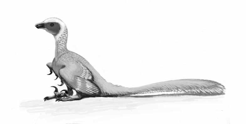 Balaur bondoc | Czas Tytanów