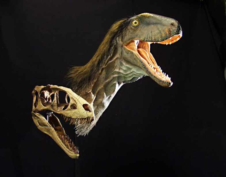 Raptorex kriegsteini | Czas Tytanów