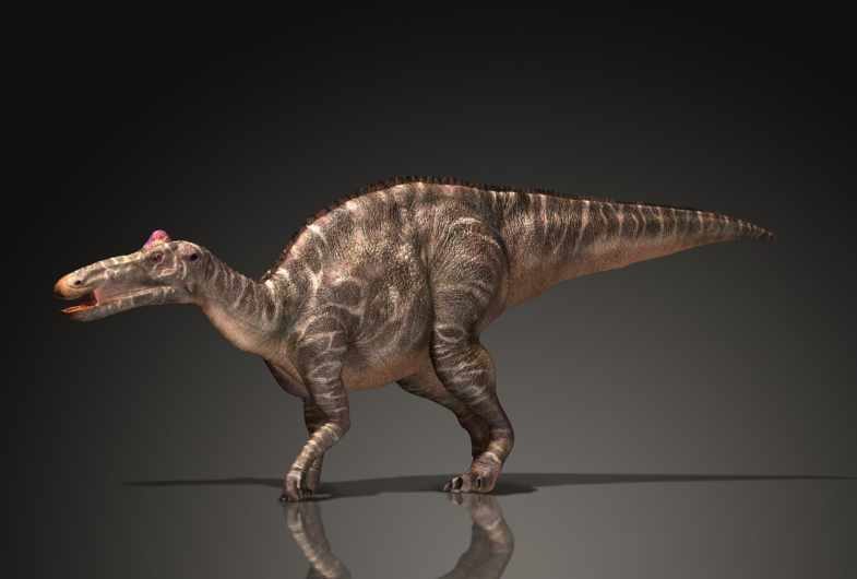 Edmontozaur (Edmontosaurus) | Czas Tytanów