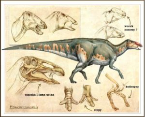 Edmontozaur (Edmontosaurus) | Czas Tytanów