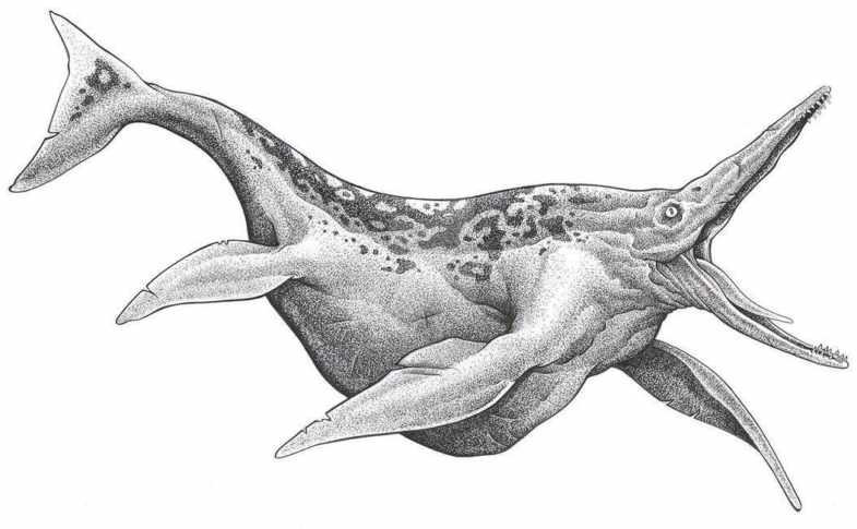 Szastazaur (Shastasaurus) | Czas Tytanów