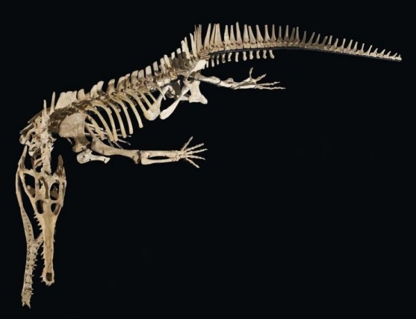 Jak duże były kenozoiczne krokodyle i krokodylomorfy? | Czas Tytanów