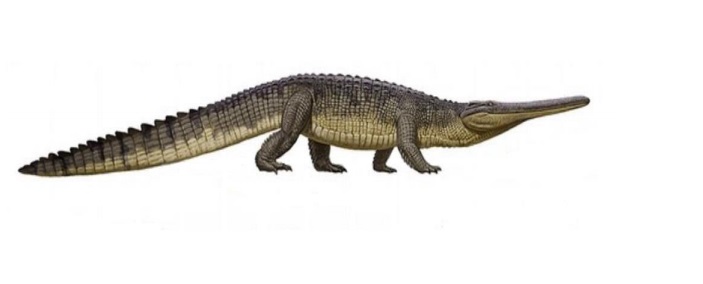 Największe krokodyle ery mezozoicznej | Czas Tytanów