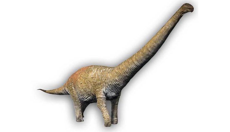 Notocolossus – jeden z największych dinozaurów | Dinosaurs World