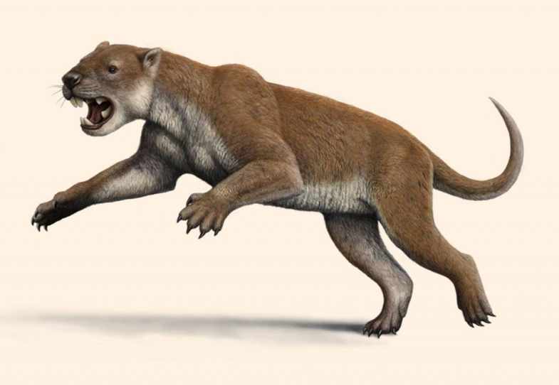 Thylacoleo, czyli osobliwy pożeracz kangurów | Potworarium