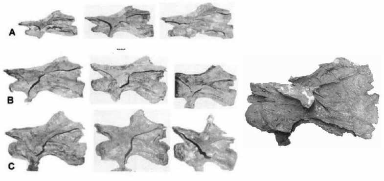 Hołd dla Barosaurus lentus! | Shahen - Świat dinozaurów