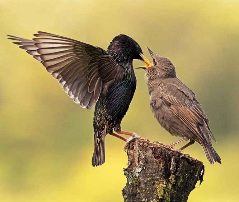 Szpak zwyczajny (Sturnus vulgaris) | Silence Nature | Blogi DinoAnimals.pl