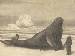 Tajemnicze zwierzęta | Blogi DinoAnimals.pl