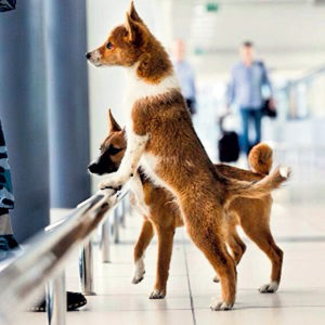 Wilk Trzcinowy (Canis Lupus Minor) | Tajemnicze zwierzęta