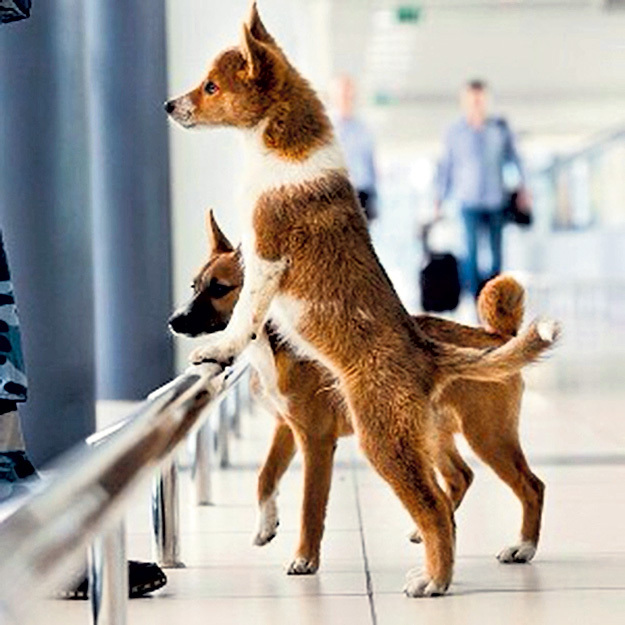 Hybryda psa i szakala – kilka słów o rasie Pies Sulimova | Tajemnicze ...