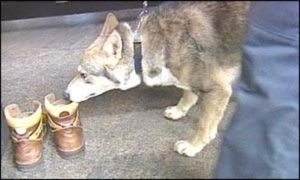 Hybryda psa i szakala – kilka słów o rasie Pies Sulimova | Tajemnicze ...