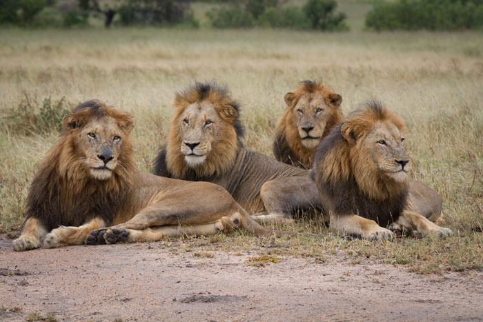 "Lwy z Mapogo" | Tsavoren