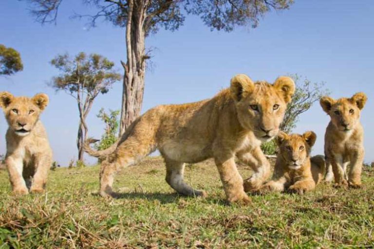 Lew Wschodnioafrykański – Król Zwierząt | Tsavoren