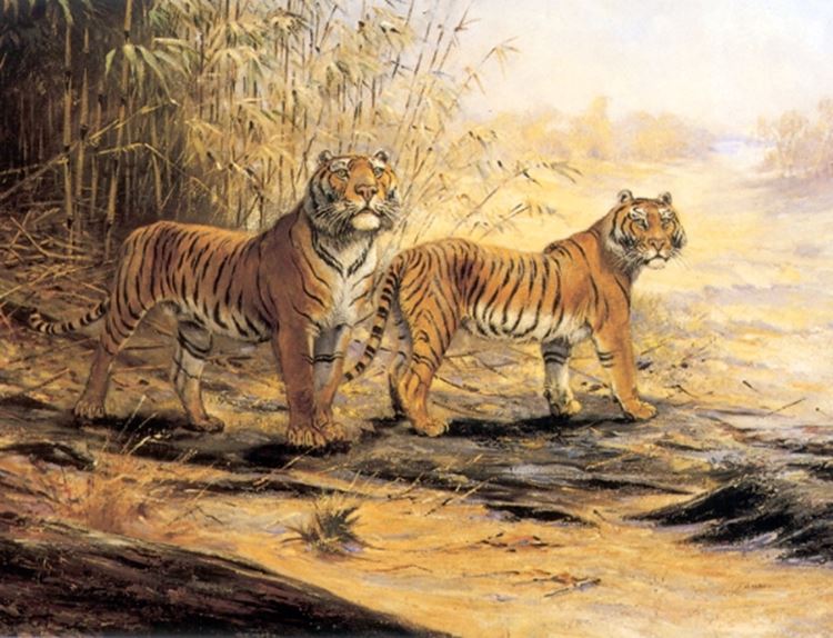 Ludojady: Tygrysy z Chowgarh | Wild Facts