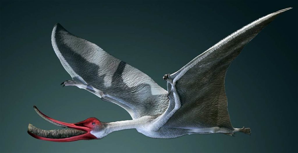 Pterodaustro – Blogi DinoAnimals.pl