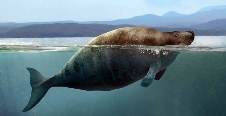Syrena morska, krowa morska (Hydrodamalis gigas) – Blogi DinoAnimals.pl