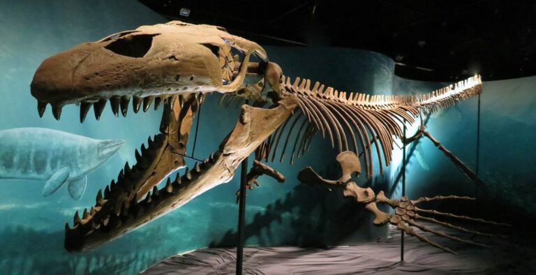 Prognatodon (Prognathodon) – Blogi DinoAnimals.pl