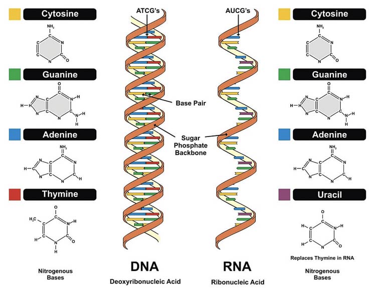 Skąd się wzięły instrukcje zapisane w DNA? | Ewolucja i Kreacjonizm ...