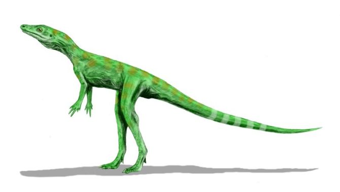 Macrocollum itaquii – nowy dinozaur! | Odkrycia DinoAnimals.pl