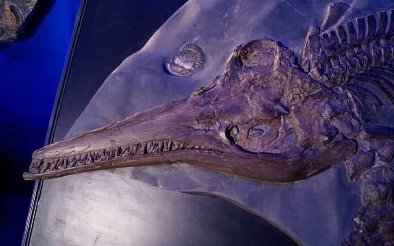 Tkanki miękkie u Ichtiozaura! | Odkrycia DinoAnimals.pl