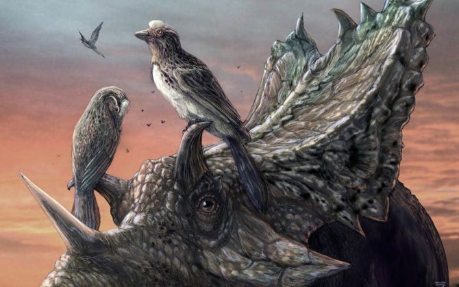 Mirarce eatoni – kredowy ptak! | Odkrycia DinoAnimals.pl
