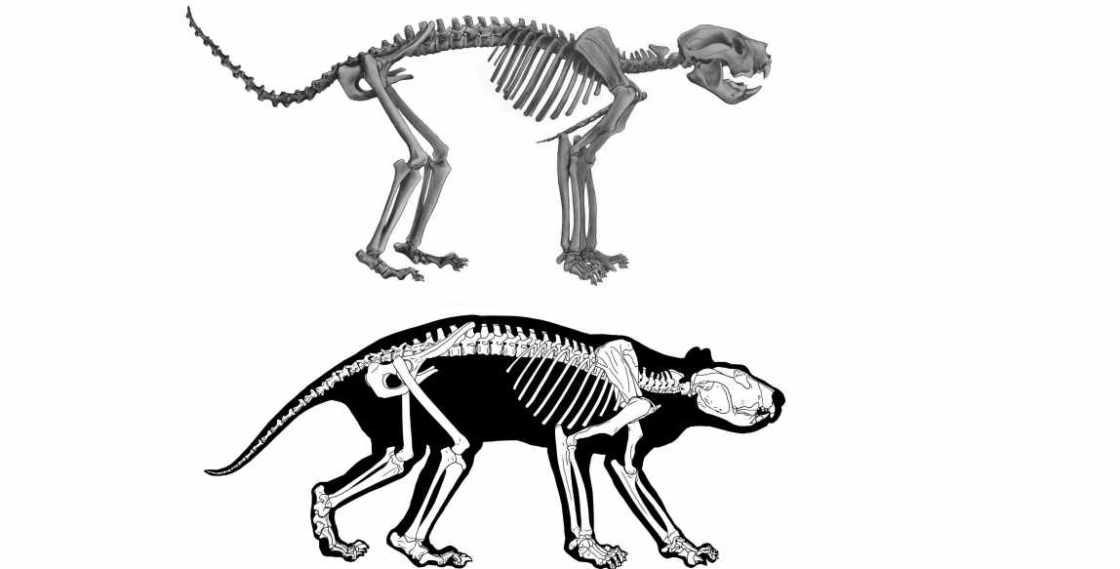 Nowe szczątki lwa workowatego | Odkrycia DinoAnimals.pl