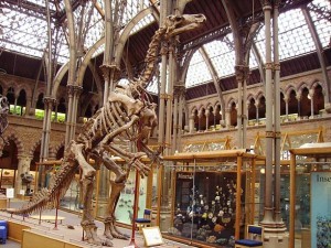 Pierwsze odkryte dinozaury - Iguanodon, megalozaur | DinoAnimals.pl