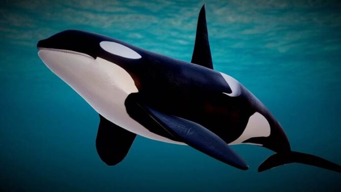 Orka – postrach oceanów | DinoAnimals.pl