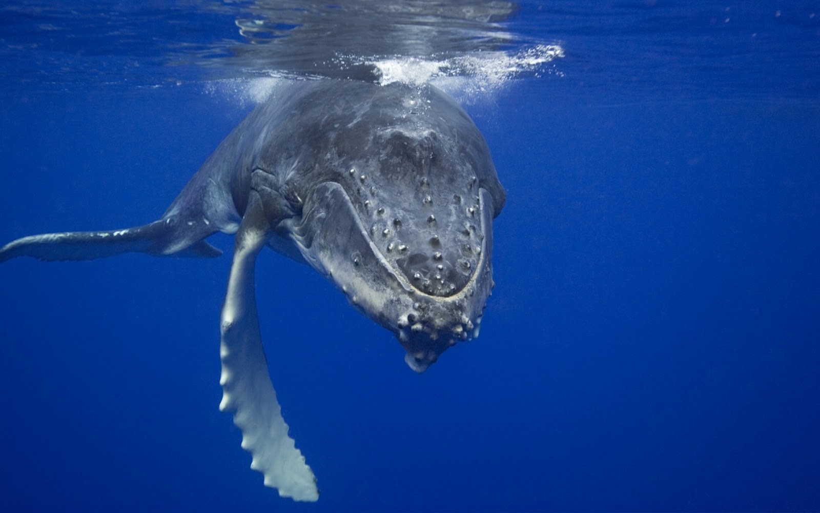 Walenie (Cetacea) - królowie oceanów | DinoAnimals.pl