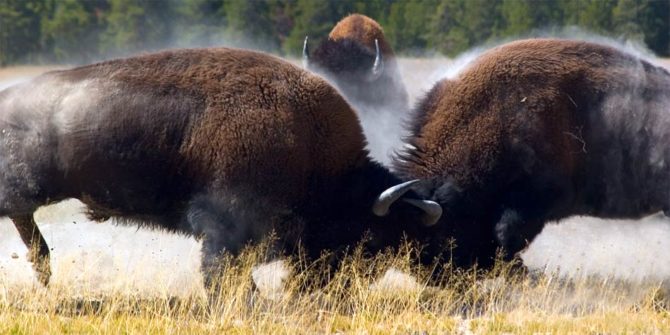 Bizon - największe zwierzę Ameryki Północnej | DinoAnimals.pl