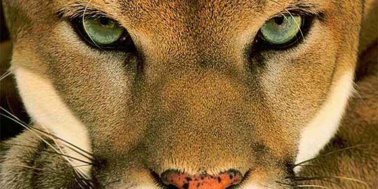 Puma - największy miauczący kot. | DinoAnimals.pl