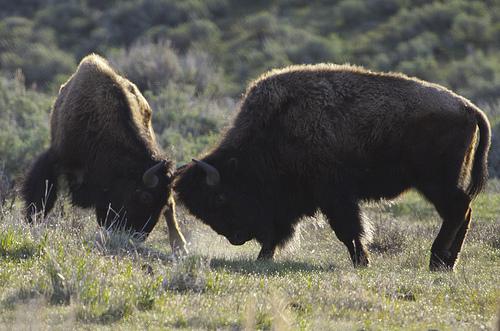 Bizon - największe zwierzę Ameryki Północnej | DinoAnimals.pl