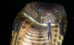 Kobra królewska - największy jadowity wąż świata | DinoAnimals.pl