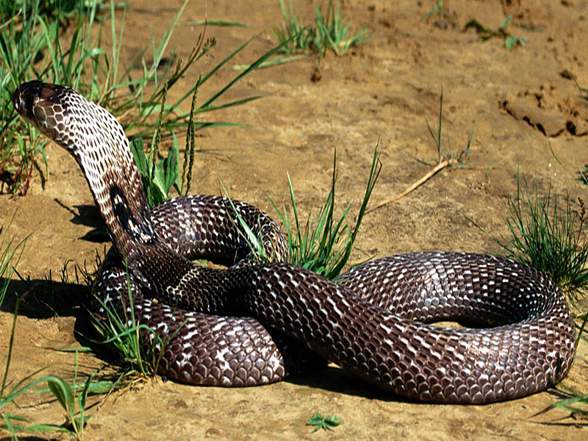 Kobra indyjska, okularnik indyjski (Naja naja) | DinoAnimals.pl