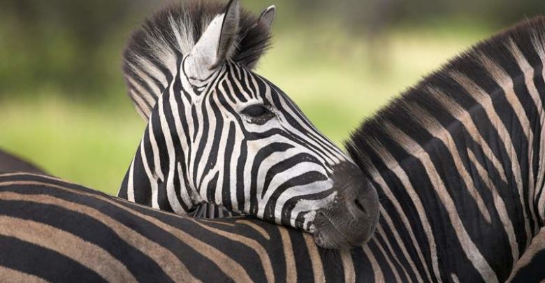 Ssaki | DinoAnimals.pl - Part 109