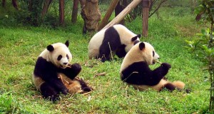 Panda wielka | DinoAnimals.pl