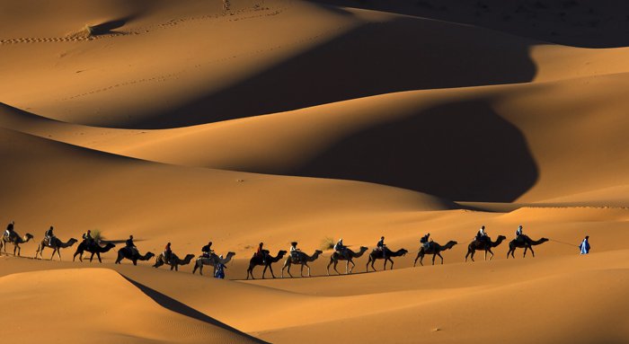 Wielbłąd dwugarbny, dromader i birtugan | DinoAnimals.pl