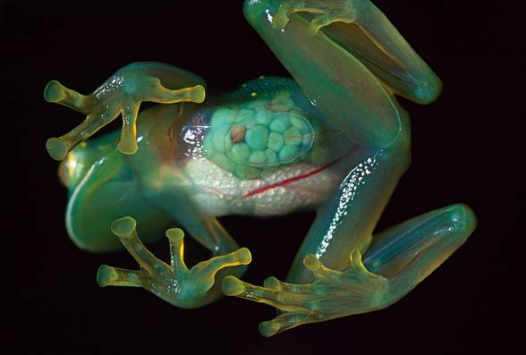 Żaby - 340 gatunków płazów | DinoAnimals.pl