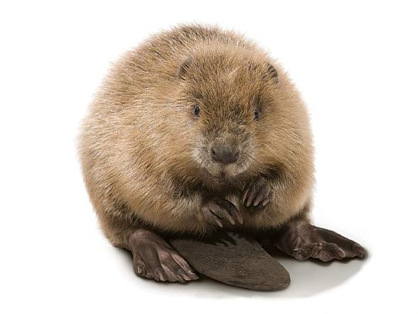 Bóbr – ziemnowodne zwierzę | | DinoAnimals.pl