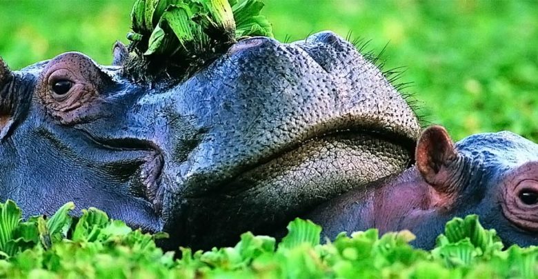 Hipopotamy | DinoAnimals.pl