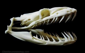 Pyton siatkowy - najdłuższy wąż świata | DinoAnimals.pl