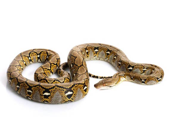 Pyton siatkowy - najdłuższy wąż świata | DinoAnimals.pl