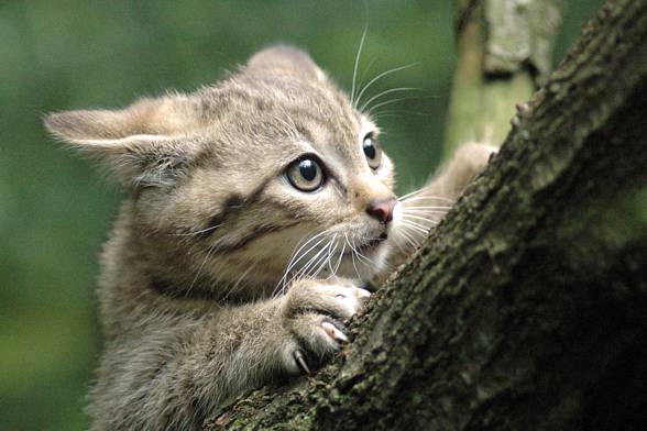 Żbik (Felis silvestris) – dziki kot | DinoAnimals.pl