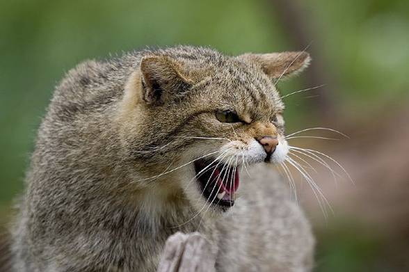 Żbik (Felis silvestris) – dziki kot | DinoAnimals.pl